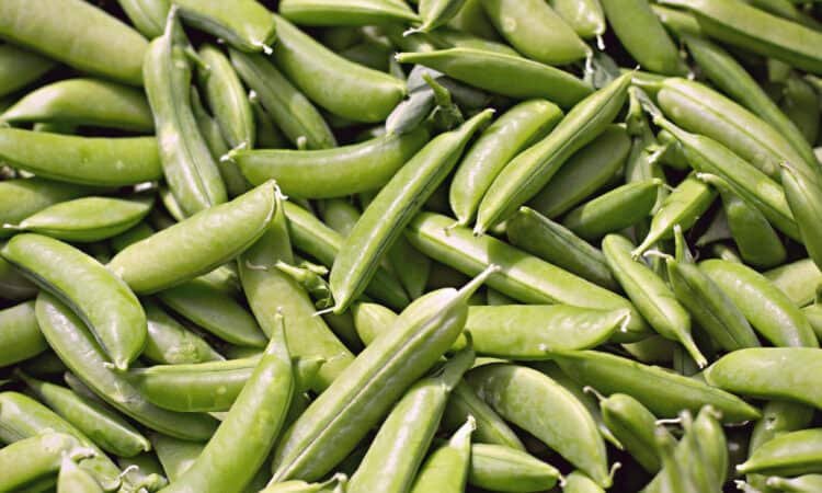 Can You Freeze Sugar Snap Peas? Yes! Here's How... | Freeze It