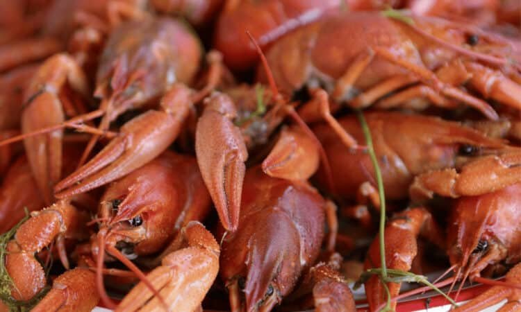 Can You Freeze Crayfish? Yes! Here's How... | Freeze It